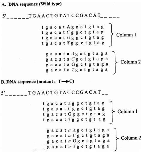 Schematic Representation Of Tiling Strategy Microarray For Snp