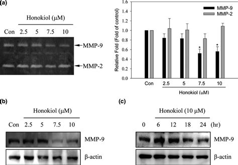 Effects Of Honokiol On Mmp‐9 Activity And Protein Expression H1299 Download Scientific Diagram