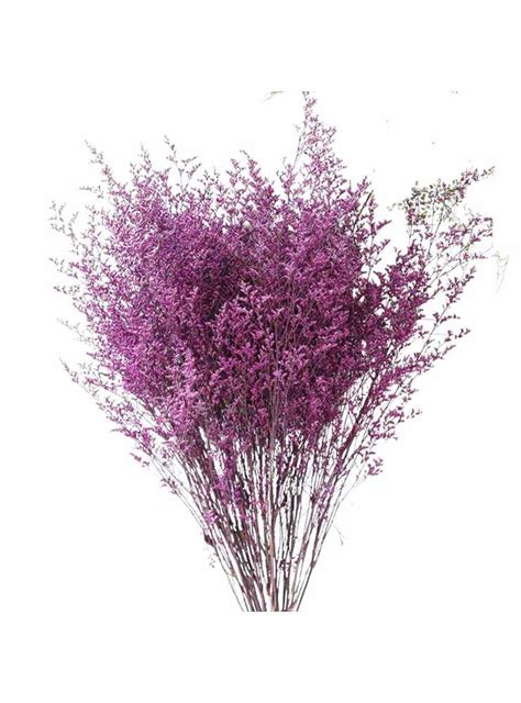 Caspia Seca Mvh Flowers