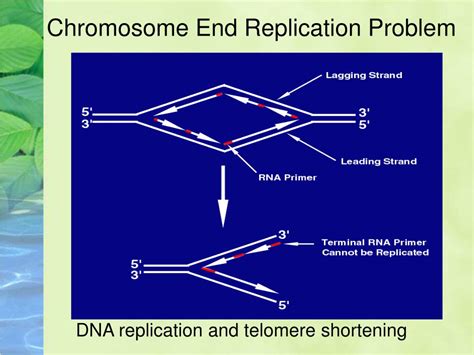 Ppt Theories Of Aging Telomeres And Senescence Powerpoint
