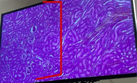 Bio 142 Lab Exam 3 Histology Flashcards Quizlet