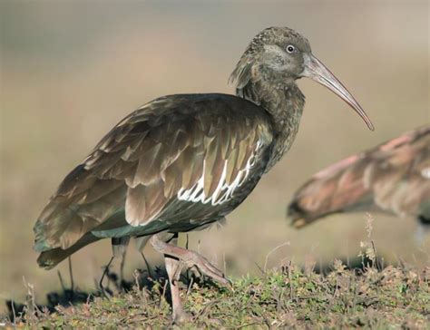 Types Of Ibis From Sacred Symbolism To Striking Plumage The Worlds Rarest Birds