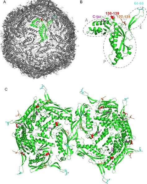 Structure Of The Tm Encapsulin Sutter Et Al 15 Highlighting Loop 64 Download Scientific