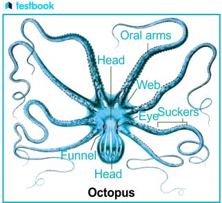 Octopus External Anatomy