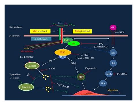 Schematic Of Integrin Signaling Cascade And Its Perturbation With