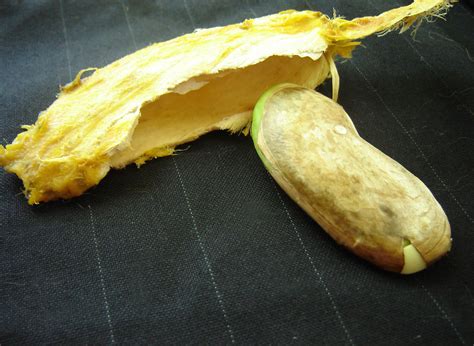 Mango Seed Inside Growing Mango From Seed Tales Of A Plant Geek