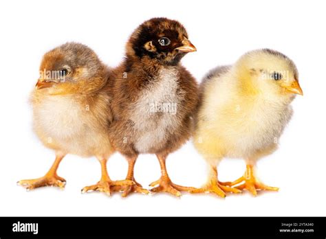 Three Stands Cut Out Stock Images And Pictures Alamy