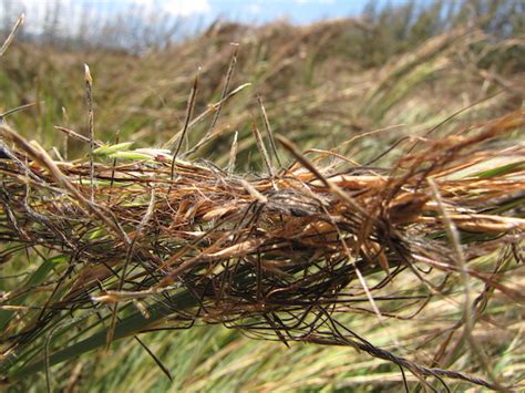 30sal Challenge Tangled Grass Seattle Artist League