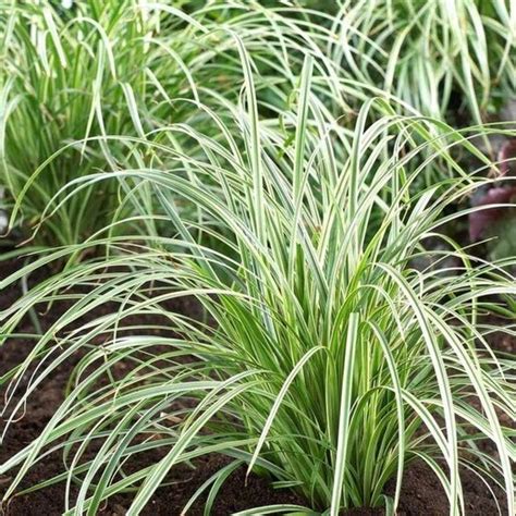 Carex Morrowii Silver Sceptre Sedge Siteone Us