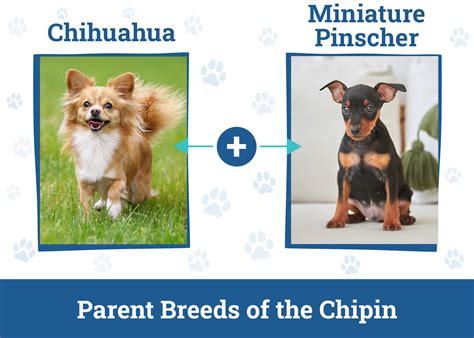 Chipin Chihuahua And Miniature Pinscher Mix Info Pictures Care