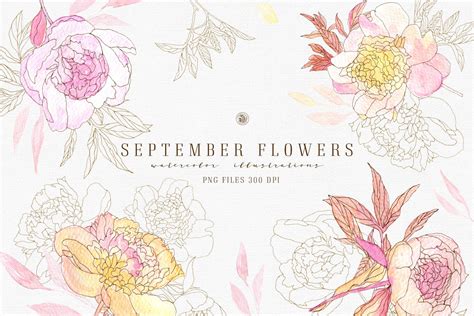 September Flowers Vol 2 Decorative Illustrations ~ Creative Market