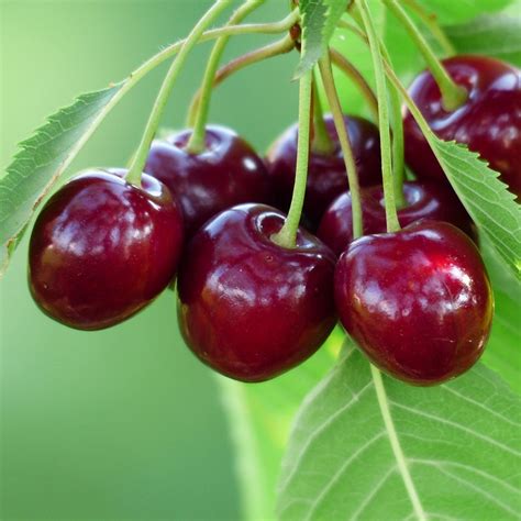 Buy Sweet Cherry Syn Prunus Cerasus Burlat Cherry Bigarreau