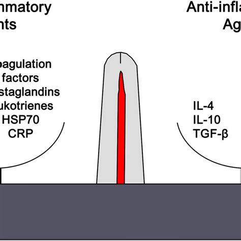 Inflammatory Pathways In Osteoarthritis Inflammatory Pathways Use The