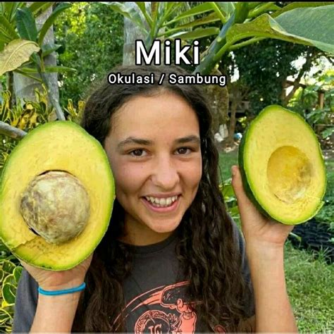 Jual Bibit Alpukat Miki Shopee Indonesia