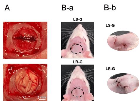A Critical Sized Bone Defects With And Without Sponges Fifteen