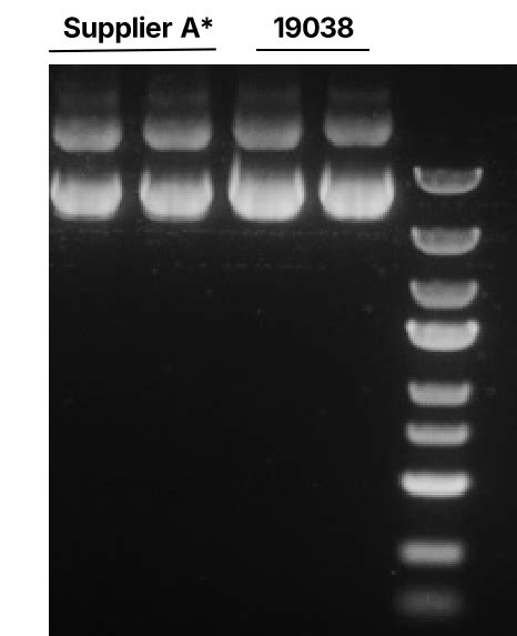 Endotoxin Free Plasmid Dna Unlocking High Efficiency Stem Cell Transf