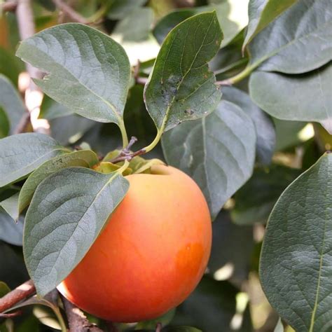 Fuyu Persimmon Tree Plants Express