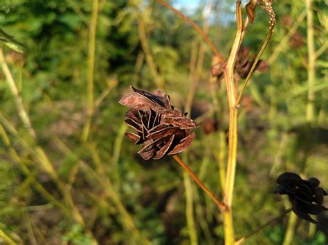 Illinois Bundle Flower Andrews Nursery