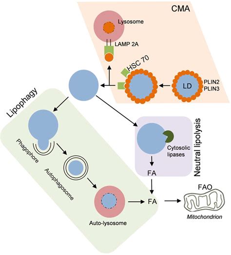 Lipid Metabolism And Lipophagy In Cancer Pmc