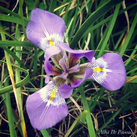 Una Varietà Di Iris Nel Salento Fondazione Terra Dotranto