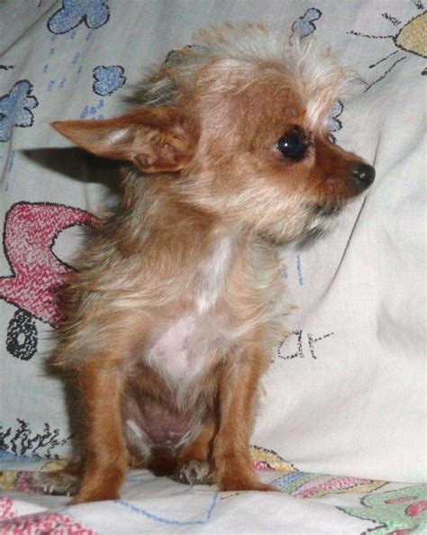 Long Haired Chihuahua Vs Yorkie At Dominic Johnson Blog