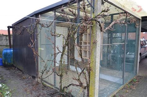 Van Hertem Schuurmans 1e And 2e Olympiadeduif Fond De Duif