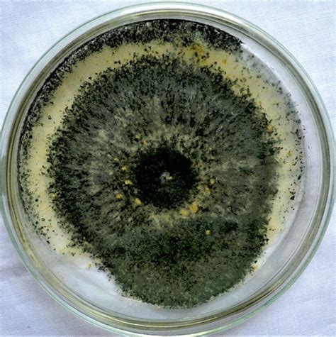 The Cultured Trichoderma Viride Bhu 2953 Download Scientific Diagram