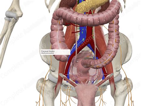 Precaval Nodes Complete Anatomy