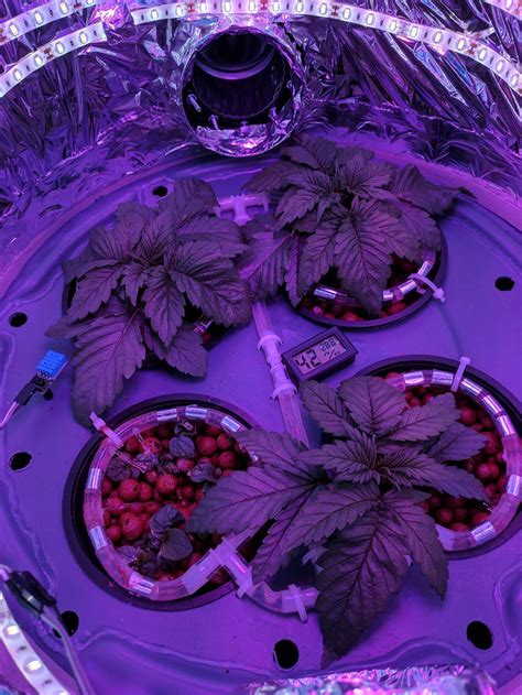 110 Best Physalis Images On Pholder Gunpla Whatsthisplant And Nature Is Fucking Lit