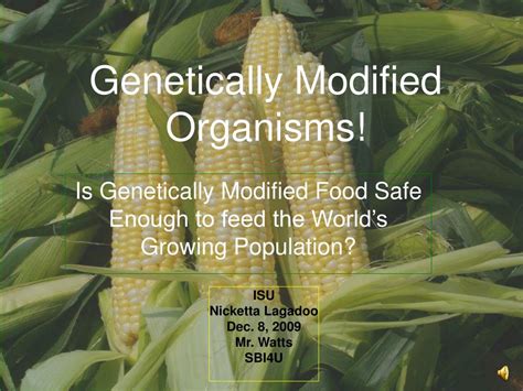 Ppt Genetically Modified Organisms Powerpoint Presentation Free