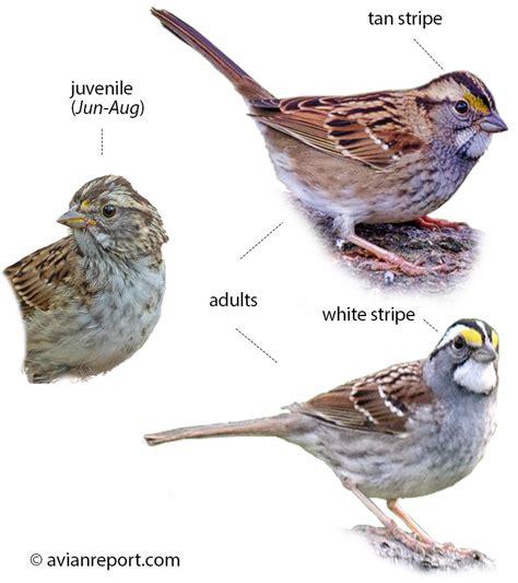 Identify 30 Bird Species That Visit Backyard Feeders In Missouri