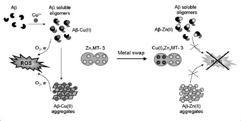 Fig Simplified Scheme Showing The Metal Swap Reaction Between Zn 7
