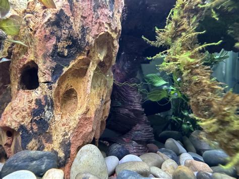 String Algae Rplantedtank