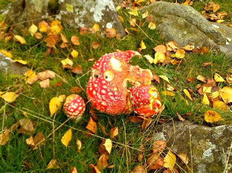 Ashness Fungus Free Photos On