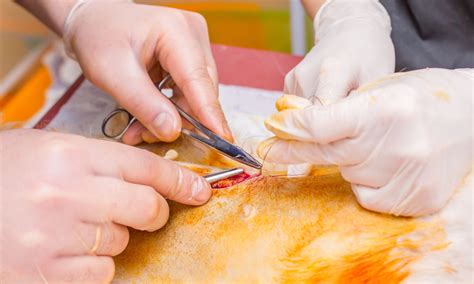 Veterinary Suture Patterns Leading Medical Suture Factory