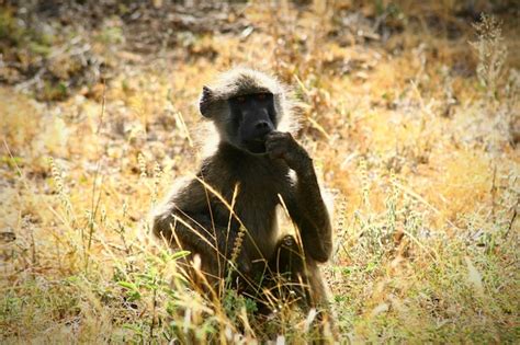 Premium Photo Portrait Of Baboon Sitting On Land