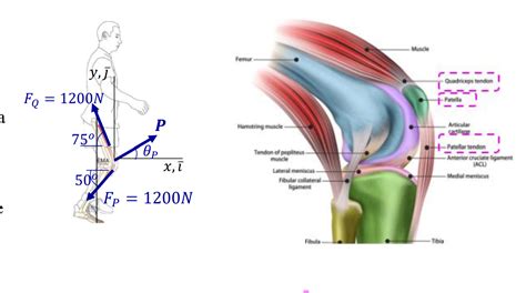 Solved The Upper Leg Muscle Quadriceps Tendon And Patellar