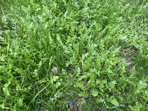 How To Control Capeweed In Pasture Calmer Farmer