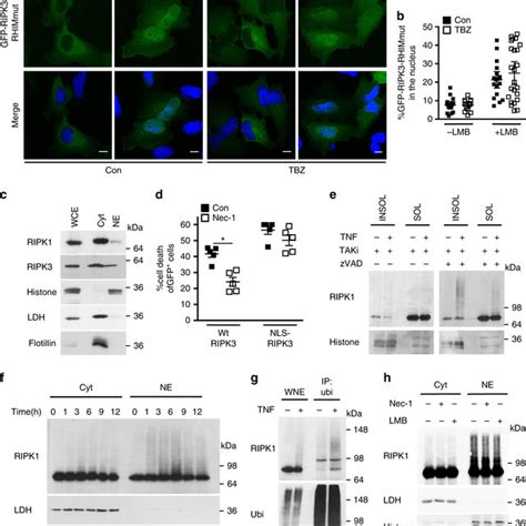 Nuclear Ripk3 And Mlkl Contribute To Cytosolic Ripk3 Mlkl Download Scientific Diagram