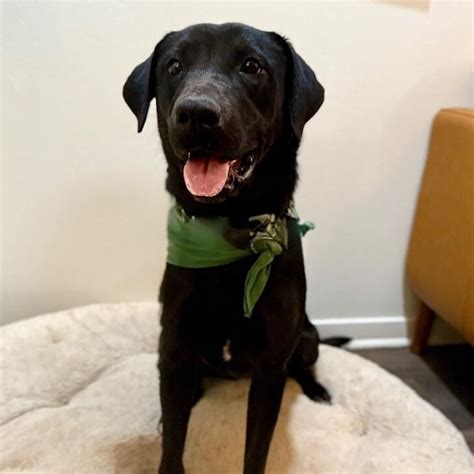 Adopt Lily Lou Lovely Lab Today Find Paw Pal