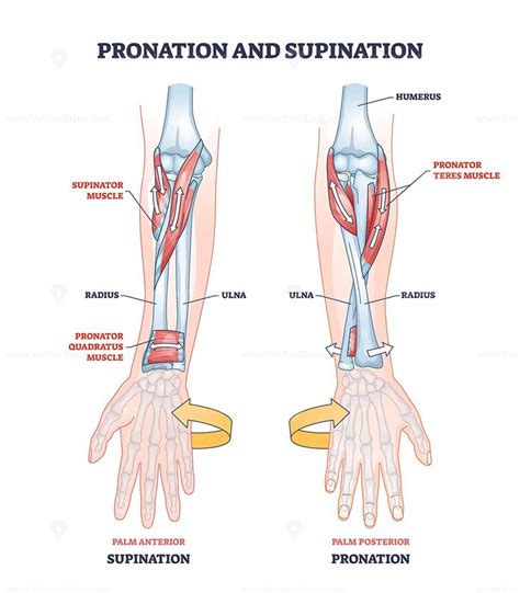 Pronation And Supination Medical Term For Hand Movement Outline Diagram