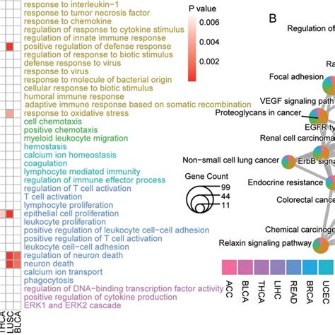 Immunosenescence Genes Are Associated With Important Functions A The