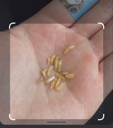 What Are These Dry Worm Looking Things R Bugidentification