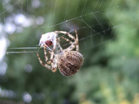 Der Tod Von Maria Käfer Foto And Bild Sonstiges Totes Natur Bilder Auf Fotocommunity