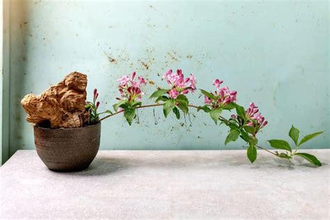 Wooden Root With Pink Flowers Stem Stock Image Image Of Plant Design