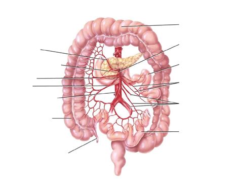 Aandp 300 Pt Anterior View Of Superior Mesenteric Artery Branches