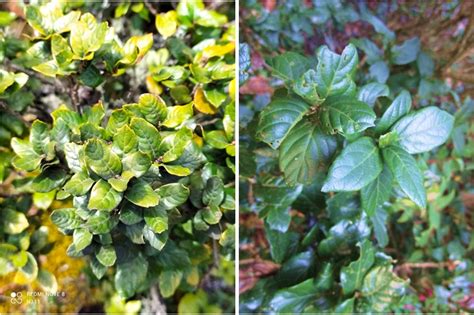 Species Spotlight Quercus Macdougallii Martínez International Oak