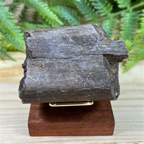 Triceratops Rib Section