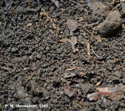 Crazy Snaky Worms In Your Garden Could Be Jumping Worms Amynthas Spp — Bug Of The Week