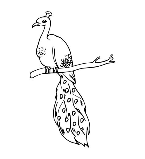 Pfau Auf Dem Ast Zum Ausmalen Kostenlos Malvorlagen Und Ausmalbilder